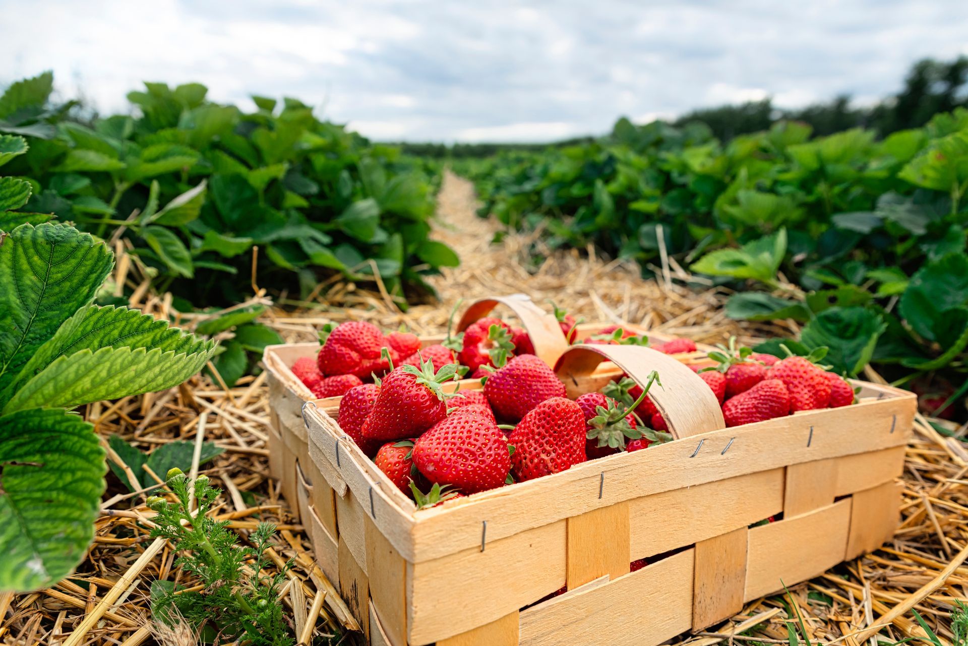 Quebec's growing season is back and it's a great addition!