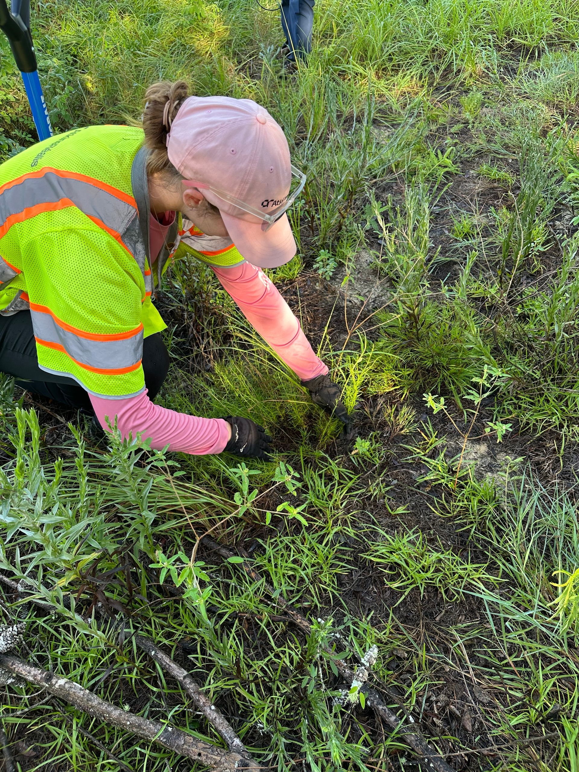Florida Native Plant Society | Conserve, Preserve & Restore Florida's ...