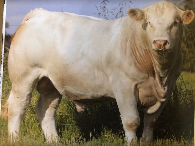 Bovini Charolais