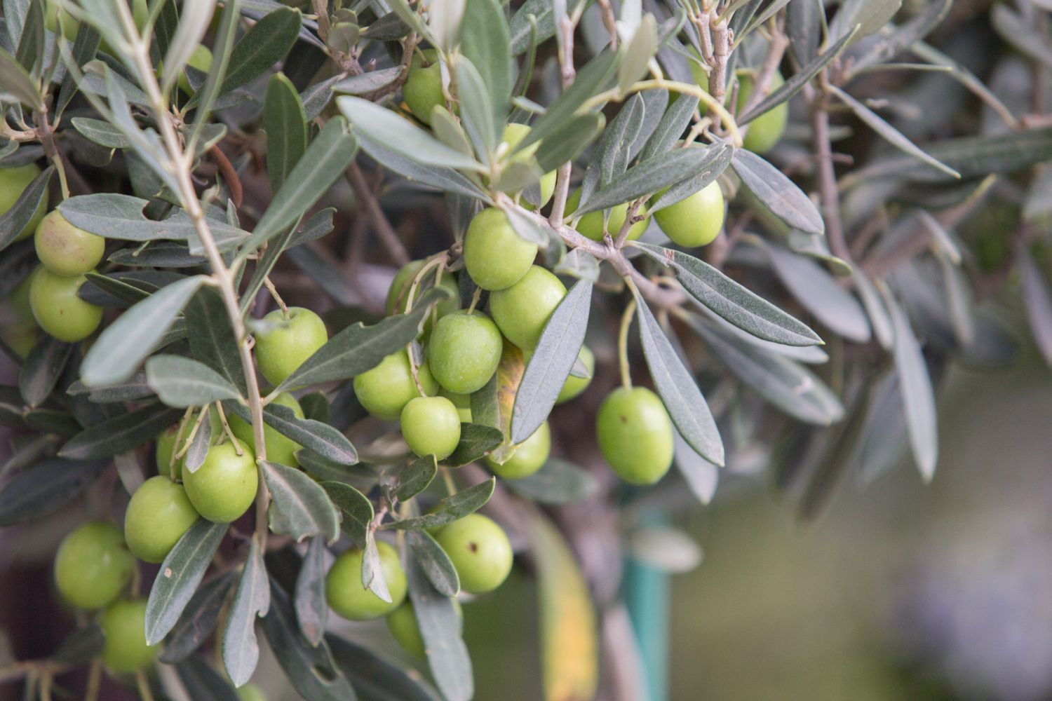 How to Care for a Newly Purchased Olive Tree