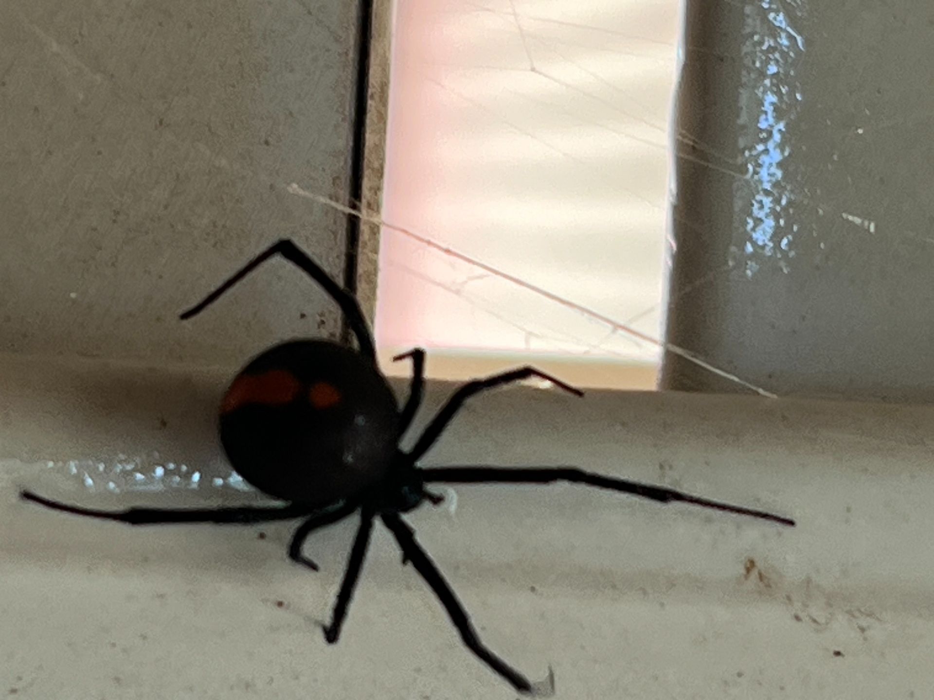 Pest Control Darwin | Territory Pest Control