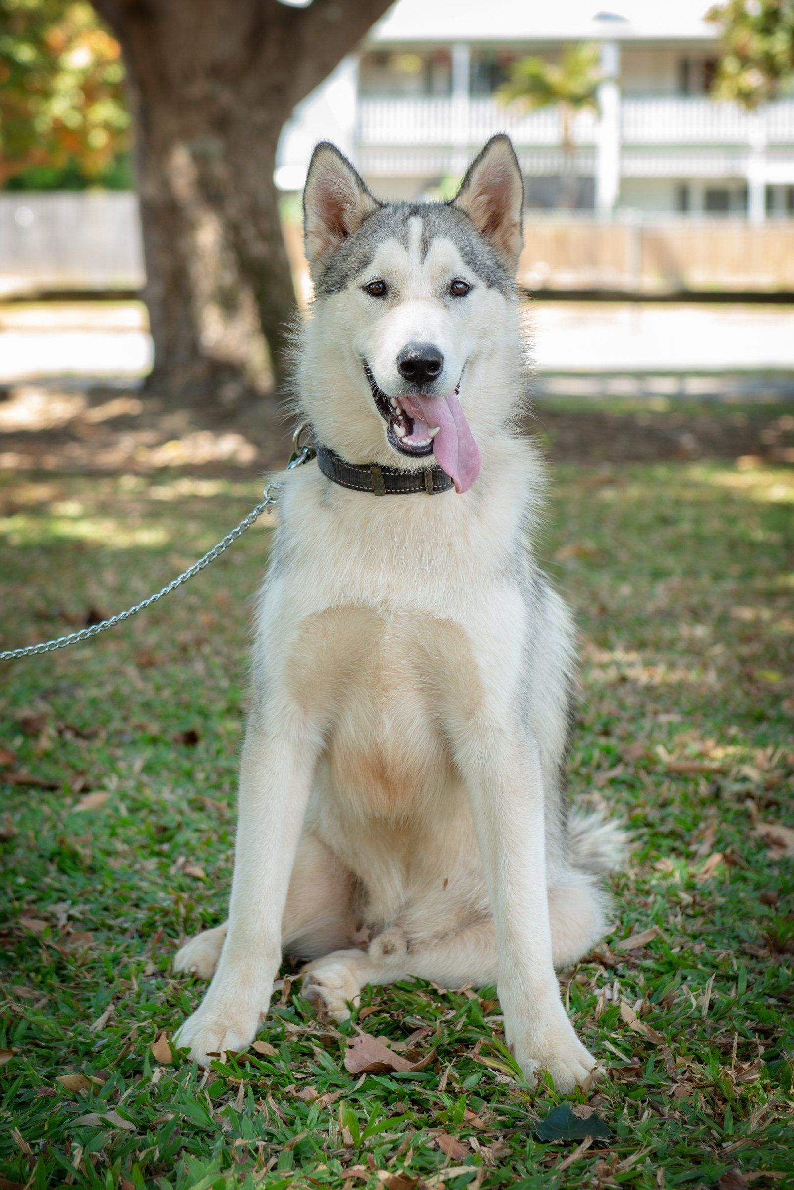 Adolescent Dog Training Cairns | Canine Training School