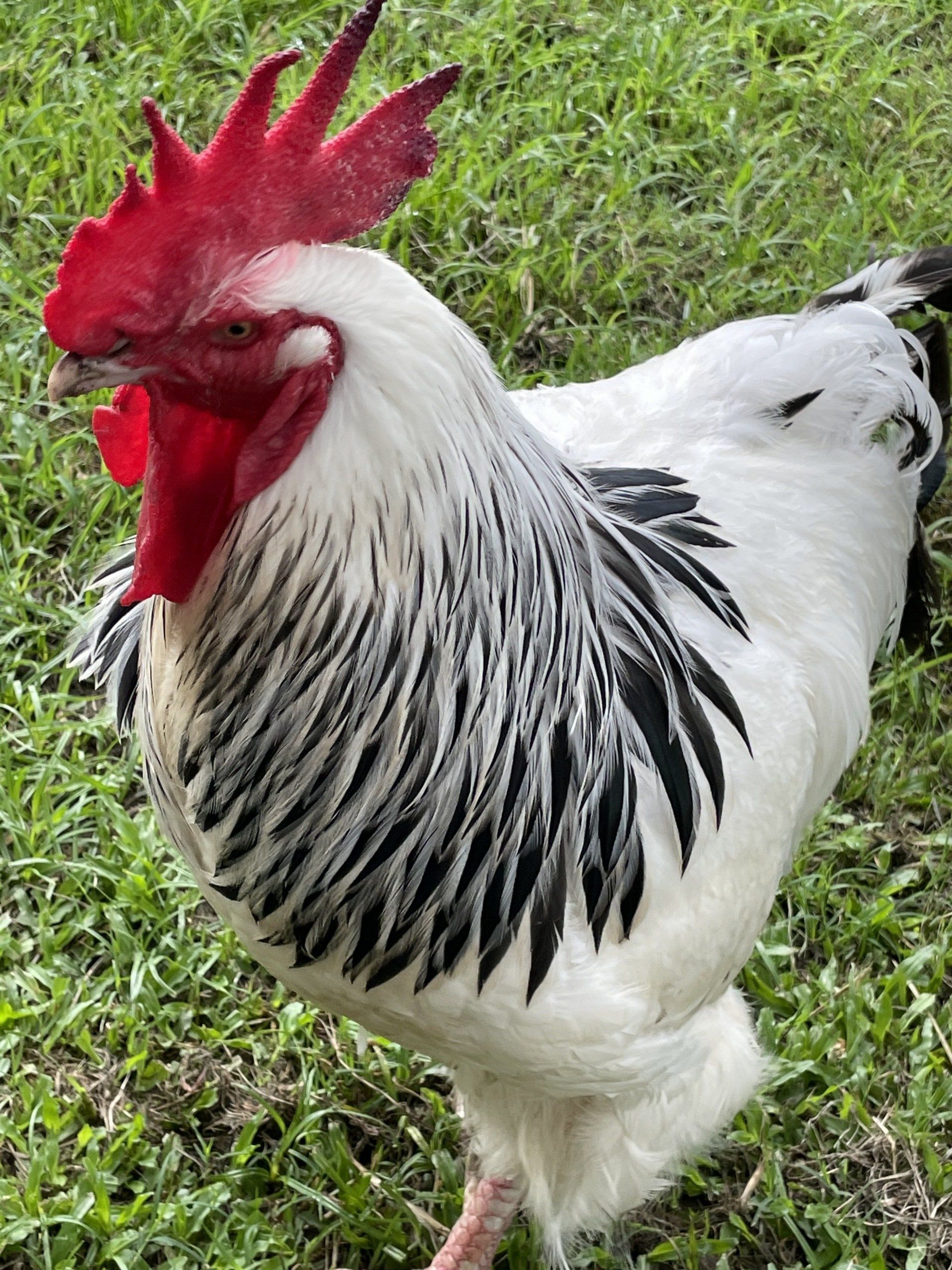 Chicken Feed Cairns | NQ Stockfeeds & Farm Supplies