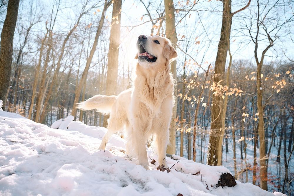 Cold Weather and Exercise | Always Faithful Dog Training