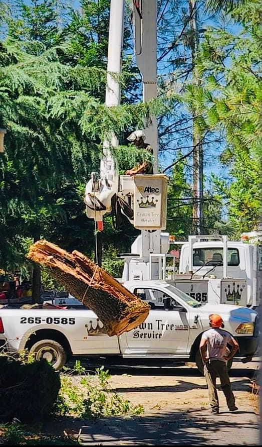 tree services crown