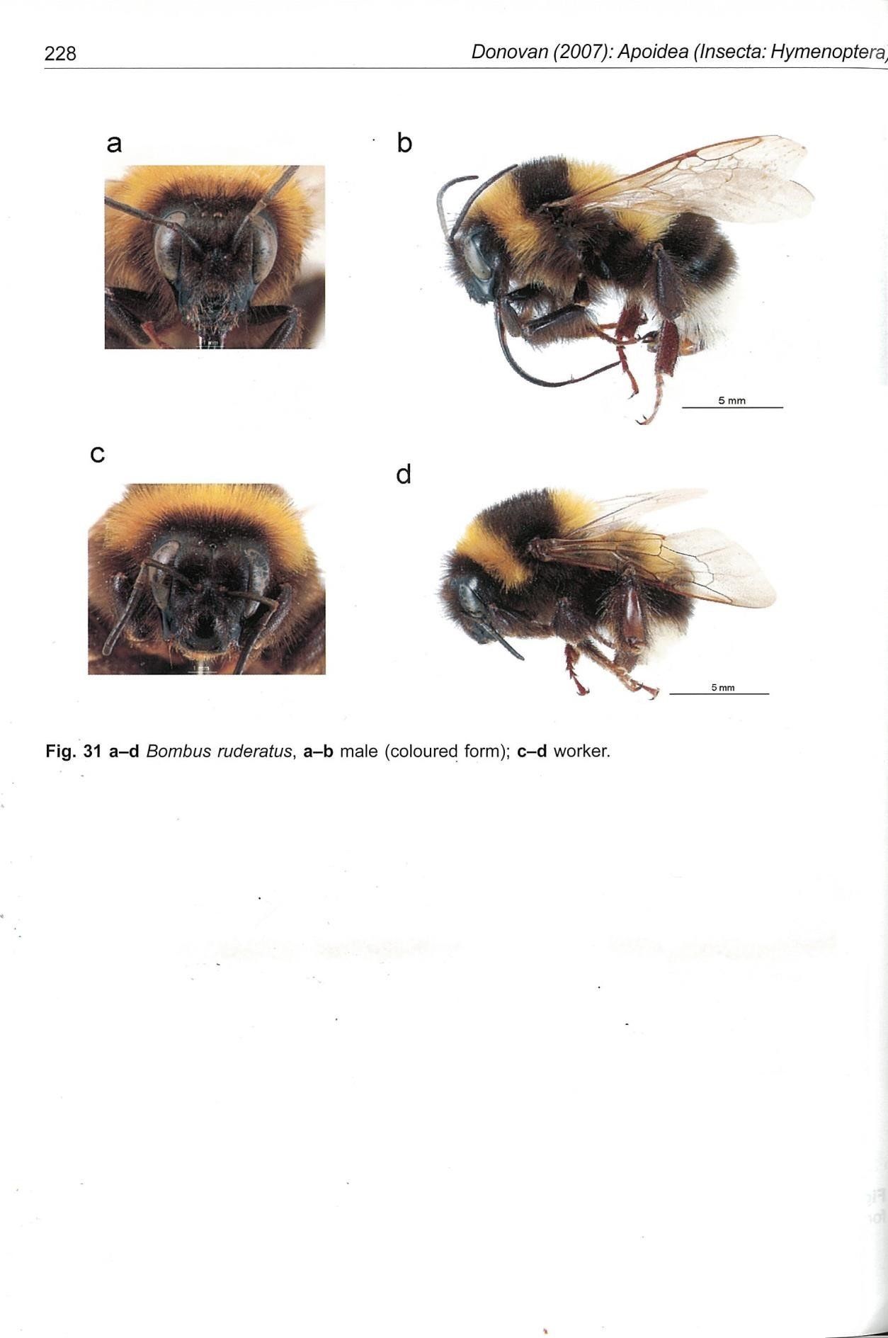 NZ Bumblebee Conservation Trust | Beekeeping | New Zealand