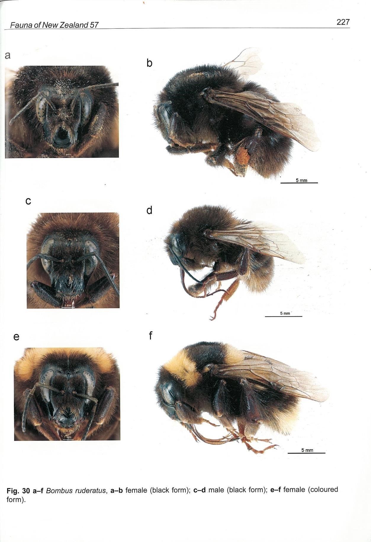 NZ Bumblebee Conservation Trust | Beekeeping | New Zealand