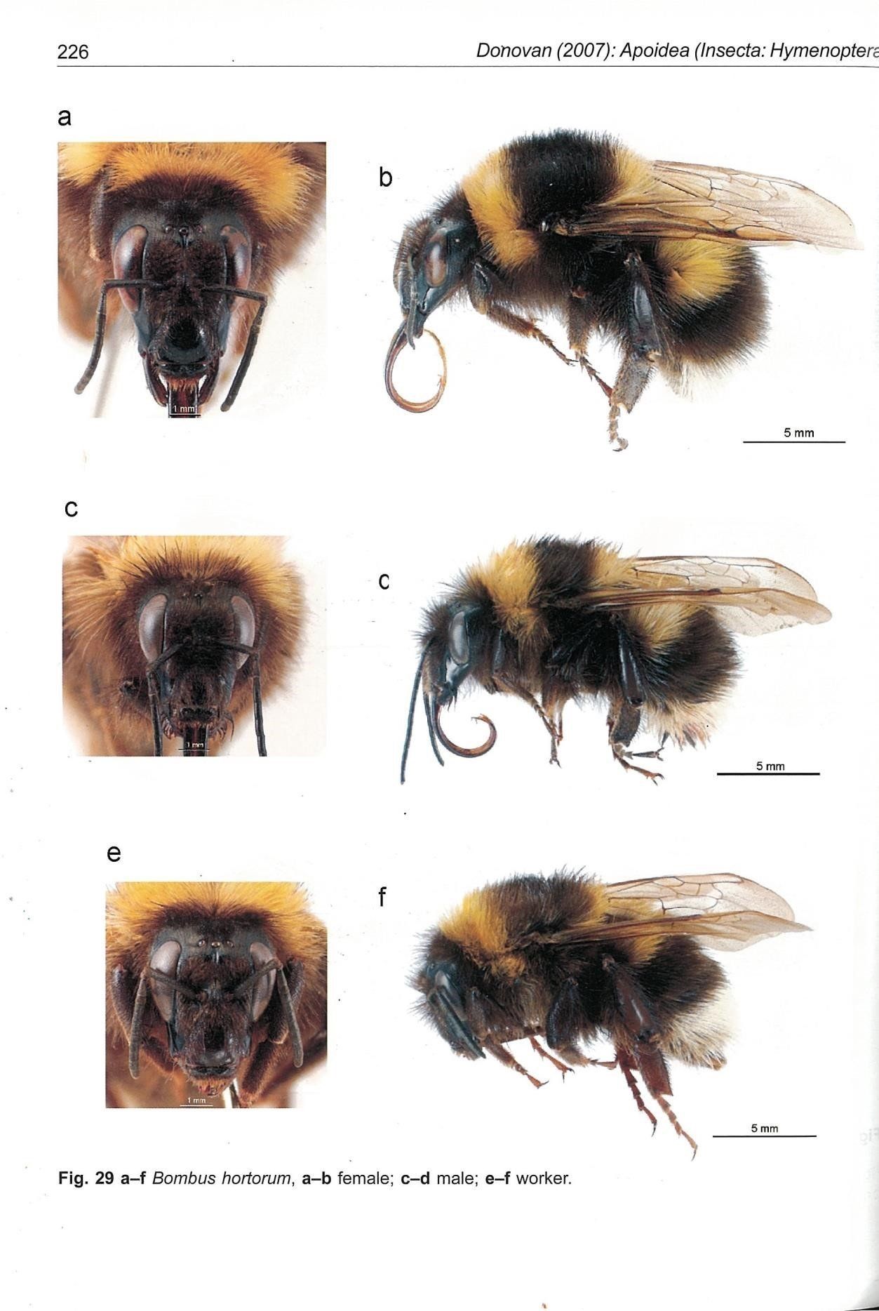 NZ Bumblebee Conservation Trust | Beekeeping | New Zealand