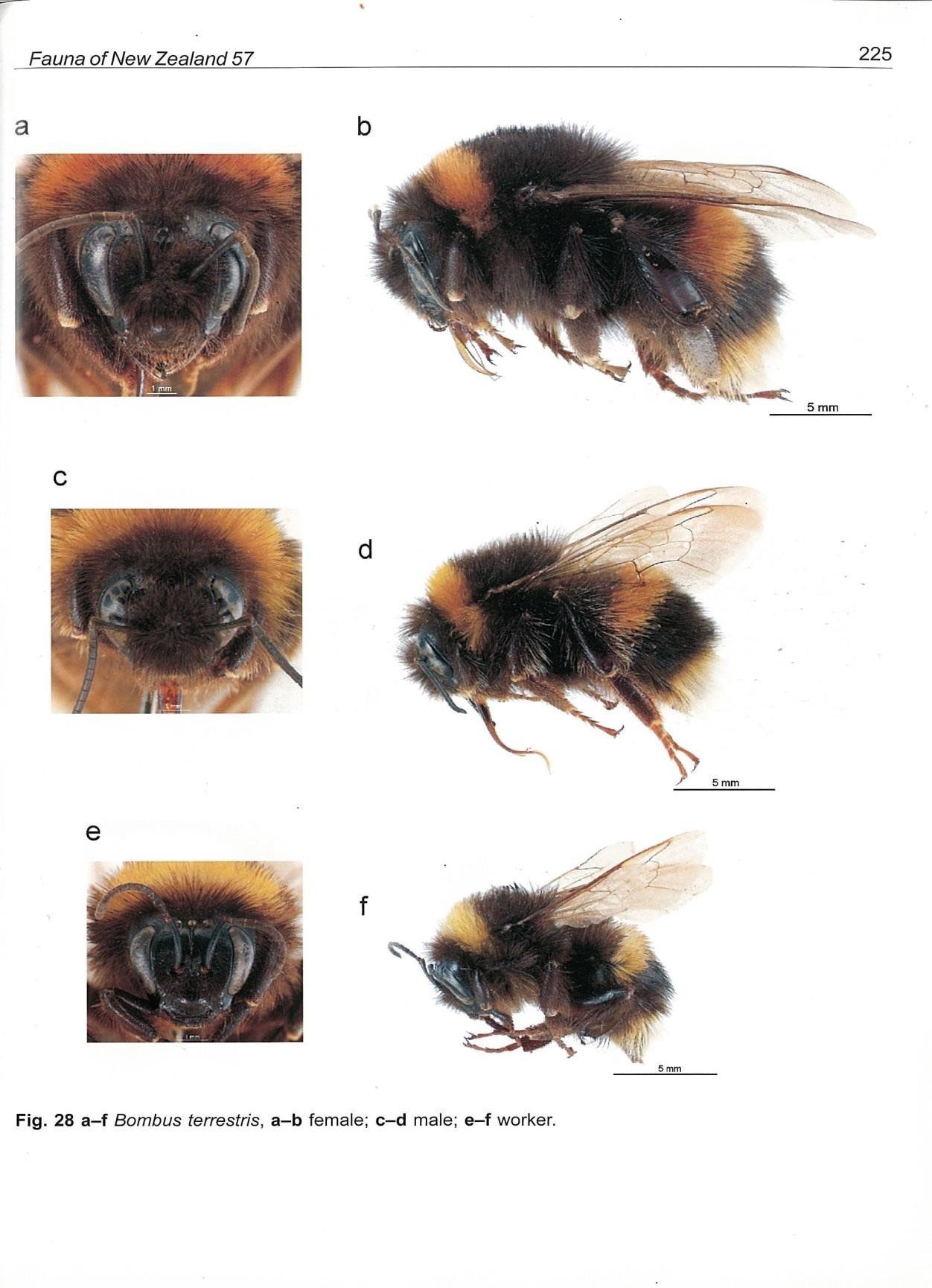 NZ Bumblebee Conservation Trust | Beekeeping | New Zealand