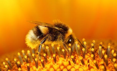 NZ Bumblebee Conservation Trust | Beekeeping | New Zealand
