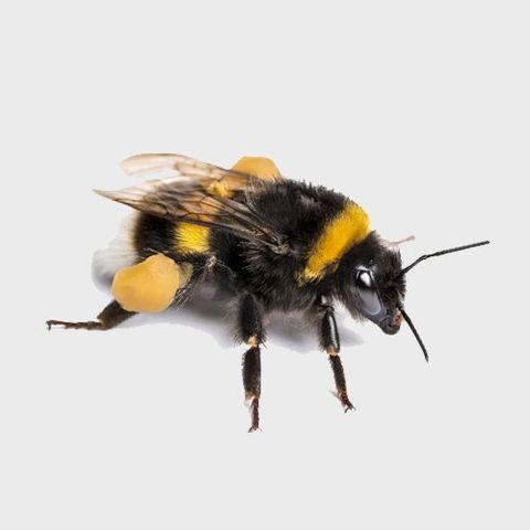 Bumblebee | NZ Bumblebee Conservation Trust | New Zealand