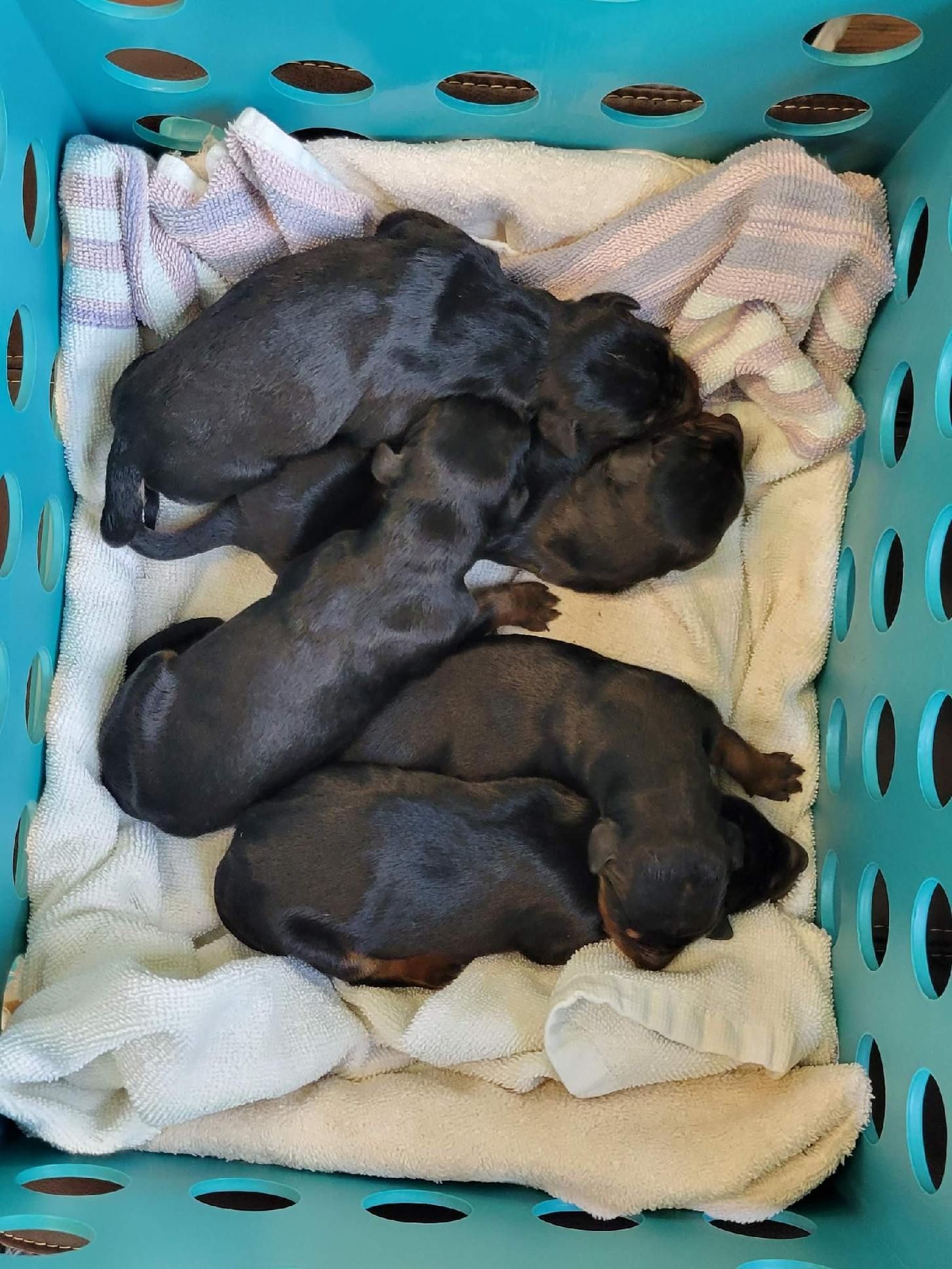 European Doberman Puppies For Sale | Dobermans NC