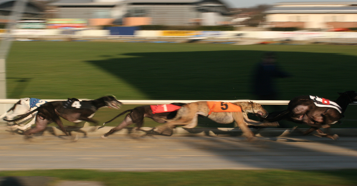 Numbers | Sighthound Welfare UK