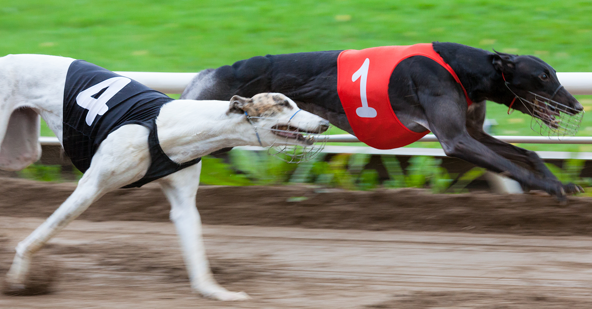 The Demise of Racing | Sighthound Welfare UK