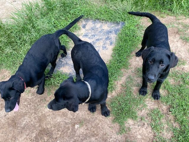 Award Winning Labrador Breeders | The Lab Lodge