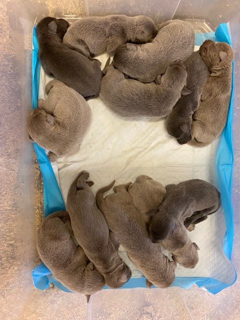 Award Winning Labrador Breeders | The Lab Lodge