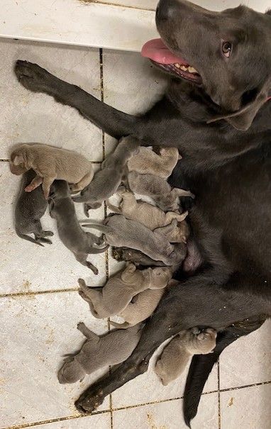 Award Winning Labrador Breeders | The Lab Lodge