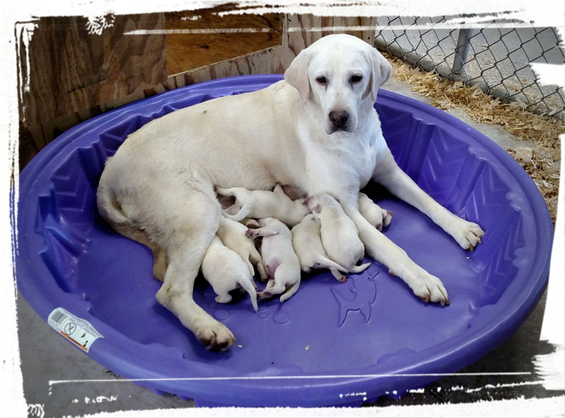 Award Winning Labrador Breeders | The Lab Lodge