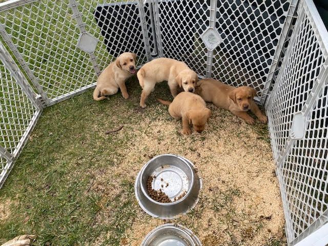 Award Winning Labrador Breeders | The Lab Lodge
