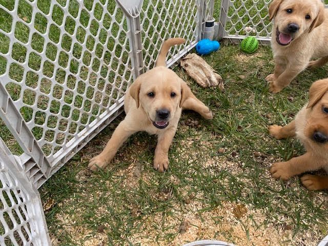 Award Winning Labrador Breeders | The Lab Lodge