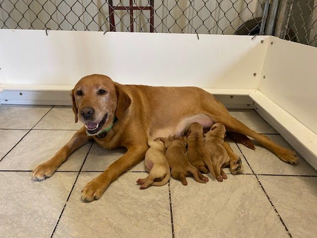 Award Winning Labrador Breeders | The Lab Lodge