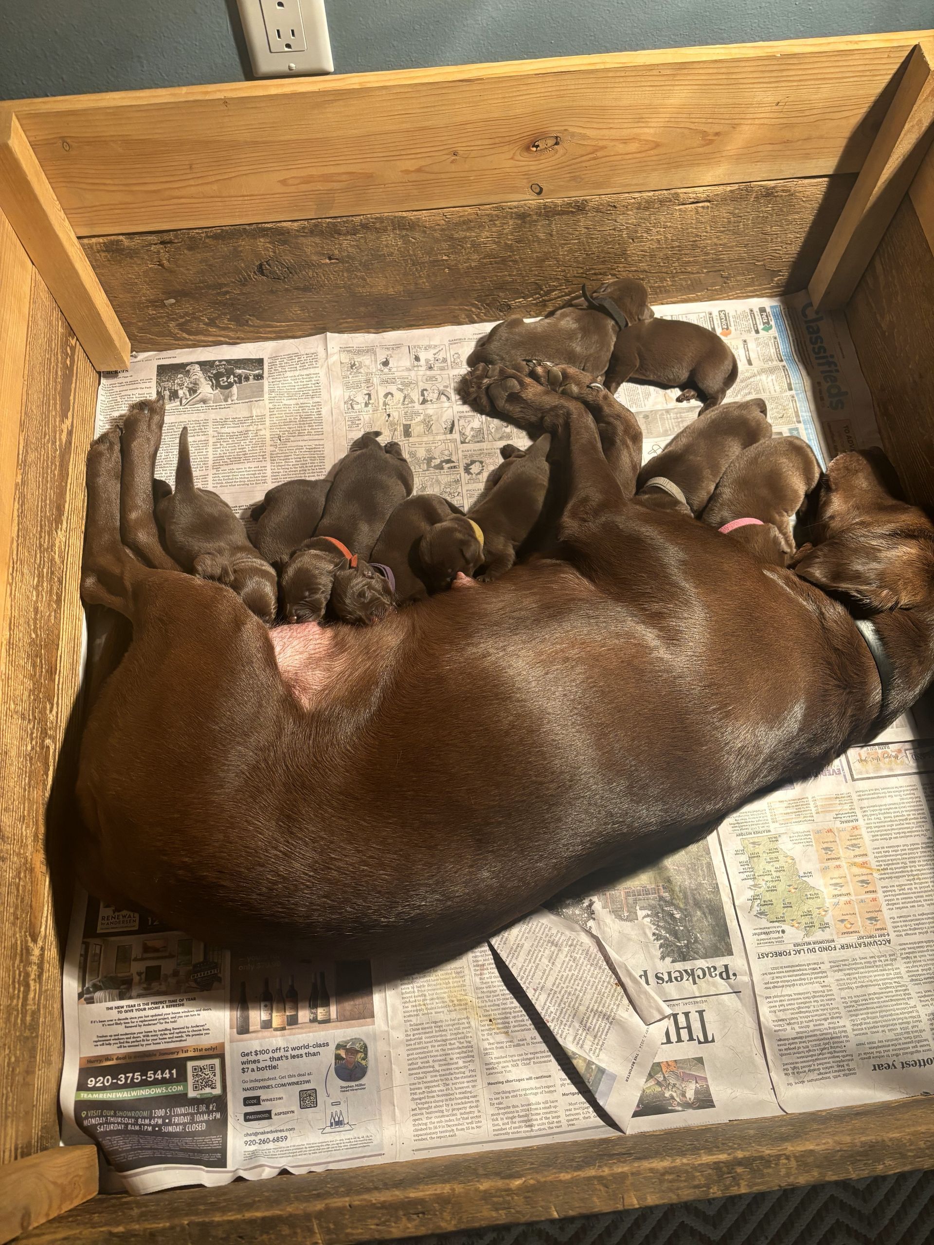 Award Winning Labrador Breeders | The Lab Lodge