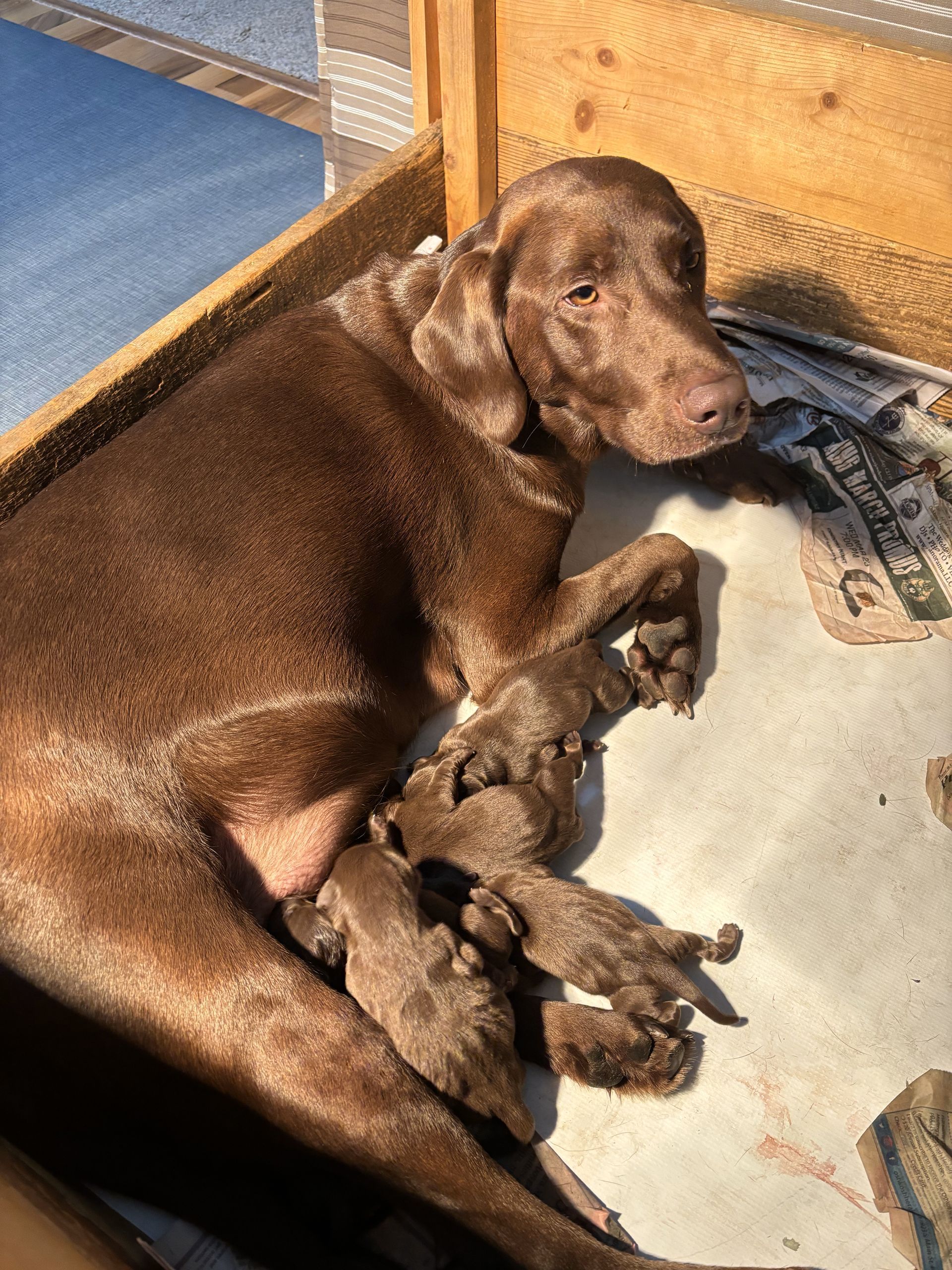 Award Winning Labrador Breeders | The Lab Lodge