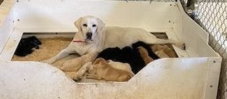 Award Winning Labrador Breeders | The Lab Lodge