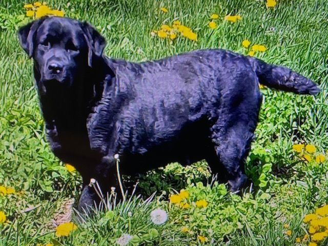 Award Winning Labrador Breeders | The Lab Lodge