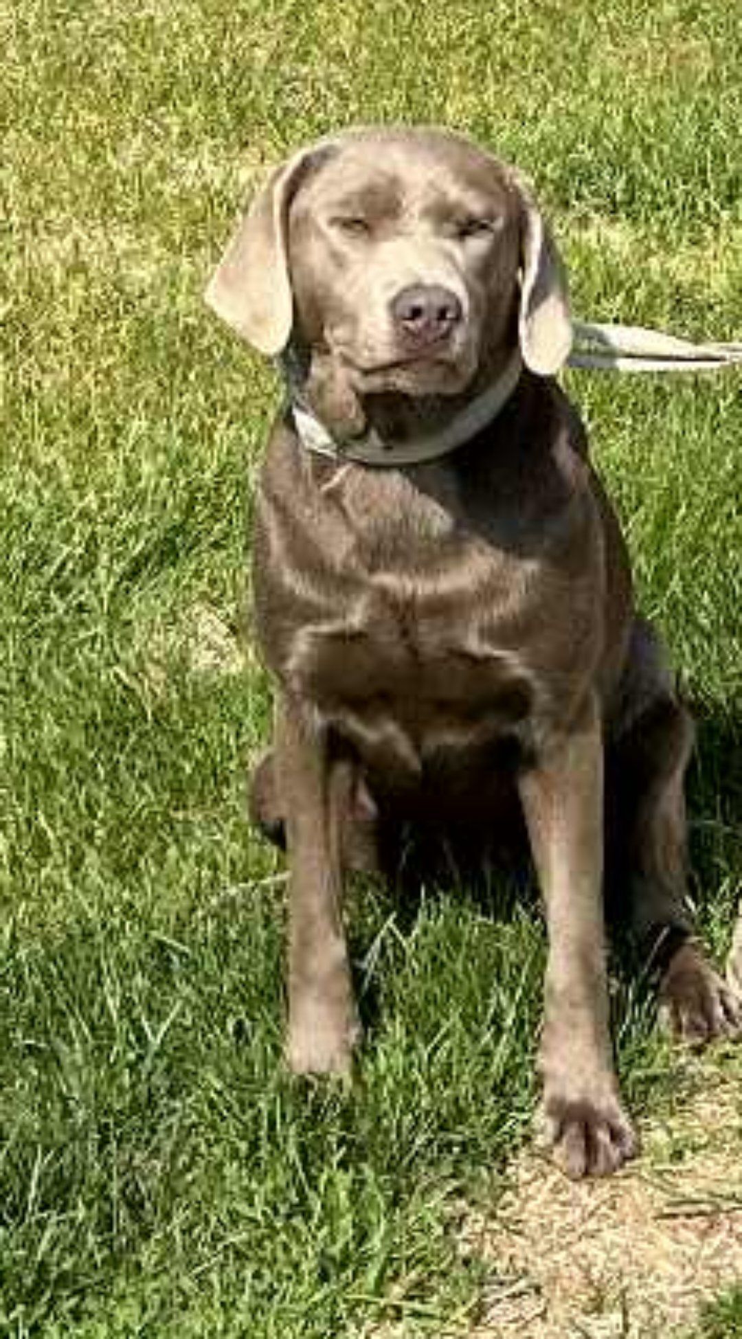 Labrador Puppies | The Lab Lodge
