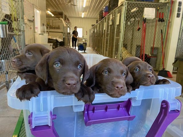 Award Winning Labrador Breeders | The Lab Lodge