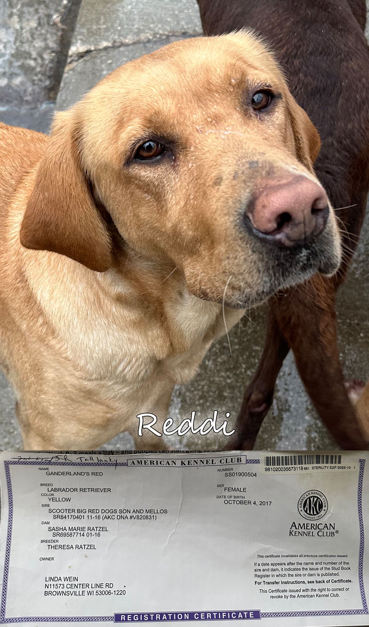 Award Winning Labrador Breeders | The Lab Lodge