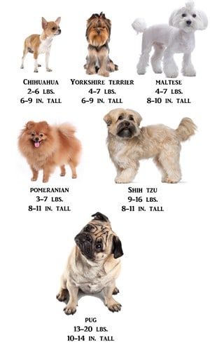 Shih Tzu Information Center | Shih Tzu Size