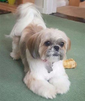 Tri Color Shih Tzu Dogs