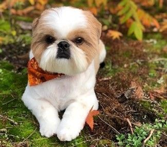 Shih Tzu Double Colors