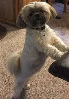 Shih Tzu Weight Information