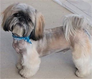 Shih Tzu Weight Information