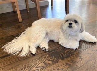 Shih Tzu Weight Information