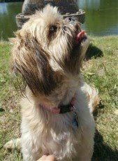 Tri Color Shih Tzu Dogs