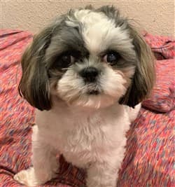 Shih Tzu Weight Information