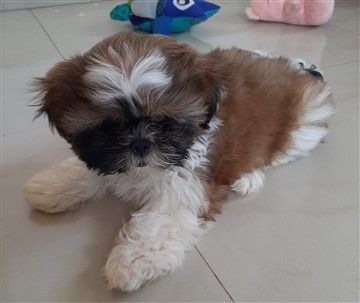 Tri Color Shih Tzu Dogs