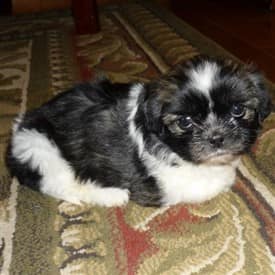 Shih Tzu Age Progression Photos