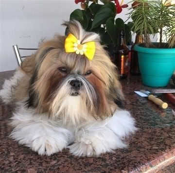 Tri Color Shih Tzu Dogs