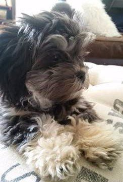 Tri Color Shih Tzu Dogs