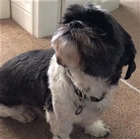 Shih Tzu Information Center | Color Explanation