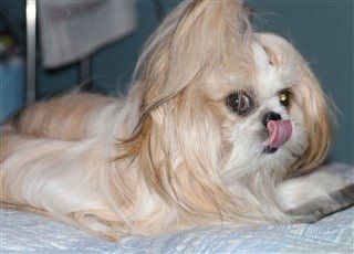 Shih Tzu White And Gold