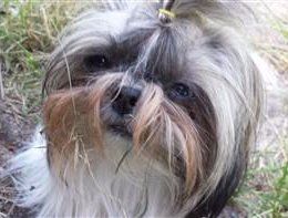 Tri Color Shih Tzu Dogs