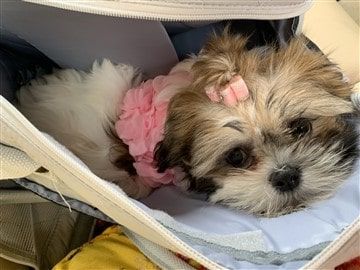 Tri Color Shih Tzu Dogs