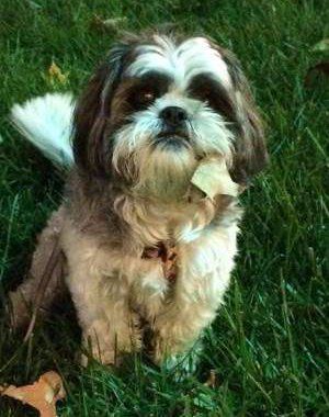 Tri Color Shih Tzu Dogs
