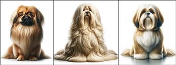 Xi Shi Dog Shih Tzu Dog Breed: Characteristics, Care And More